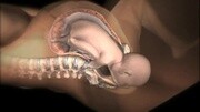 自然分娩全过程3D动画模拟