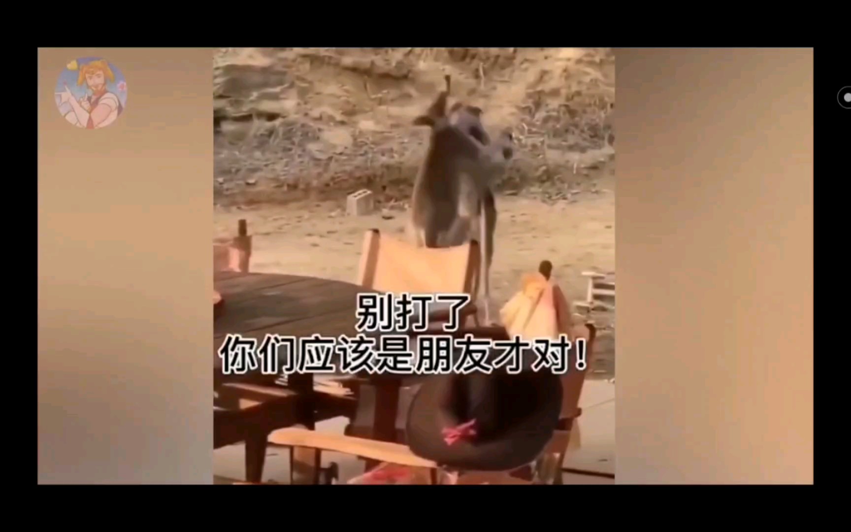 动物打架合集,原版视频