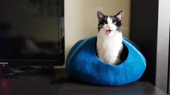 猫咪有多会撒娇?冲着主人奶声奶气地叫,网友:我的梦中情猫