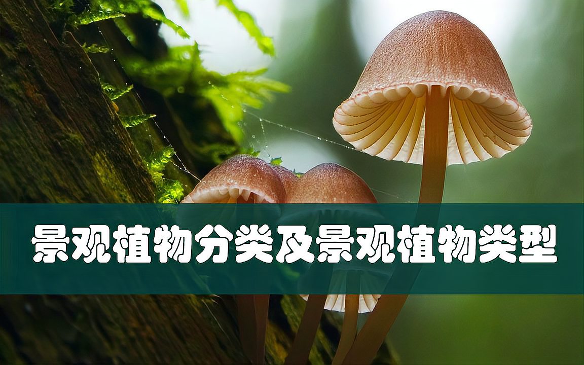 景观植物分类及景观植物类型