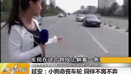 生活提示 被狗咬伤后 该如何处理 心馨茶园