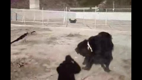 藏獒VS藏獒 藏獒打架-播客视频