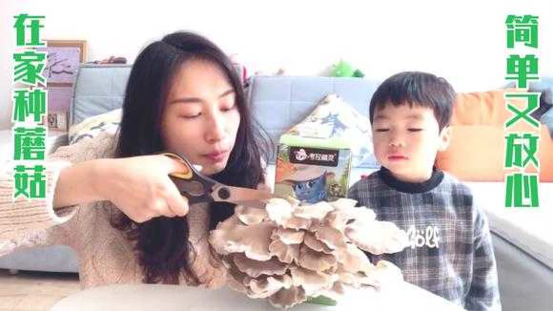 和宝宝在家自己种平菇,一星期就能长大,再也不用去菜场买了