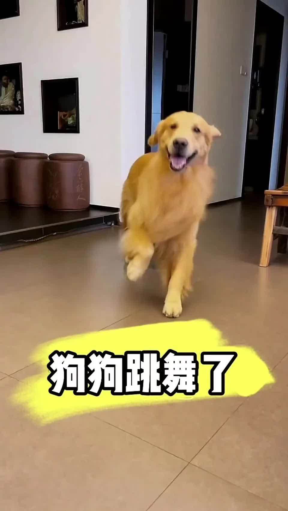 狗狗跳舞了