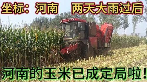 两天大雨过后,河南的玉米必定是个丰收年啦!大家都来看一下