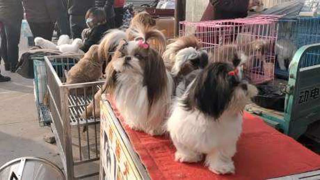 实拍国内大型狗市,宠物狗多种多样,很多品种亮哥都没见过