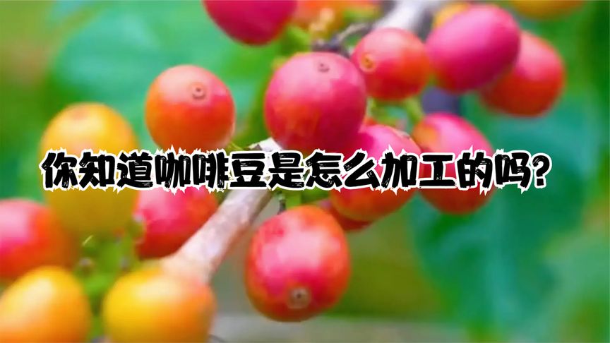 你知道咖啡豆是怎么加工的吗?#流程#知识#大众科学#饮料