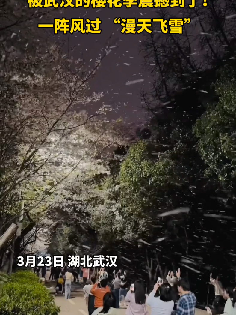 被武汉的樱花季震撼到了!