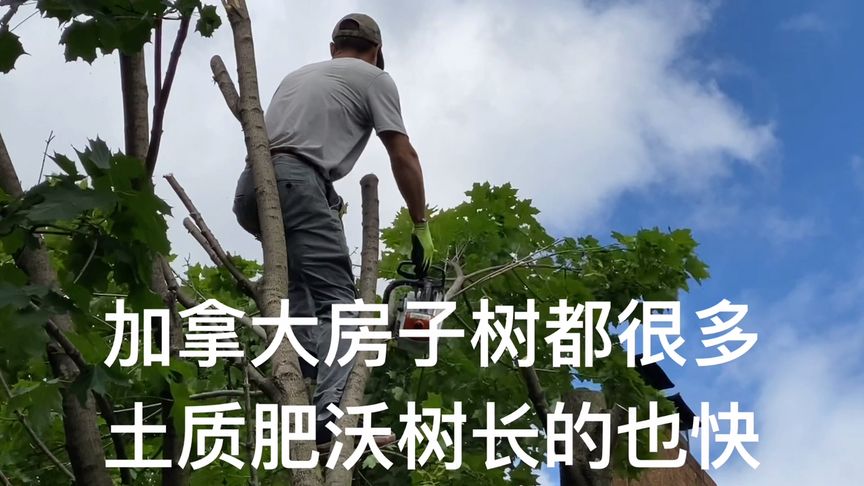 靠近房子那面的砍完了松了一口气,风大树枝摇晃的太厉害了!