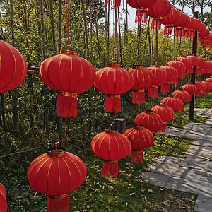 金鼠闯关 