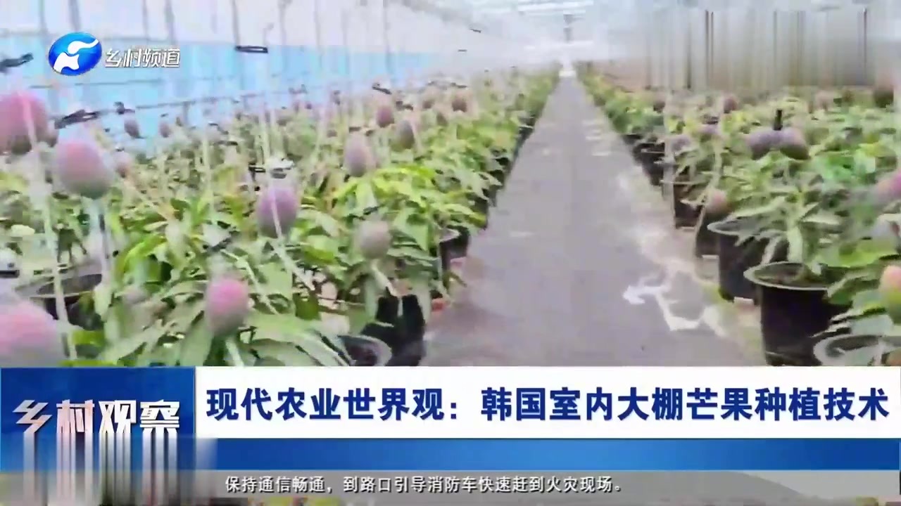 现代农业世界观:韩国室内大棚芒果种植技术