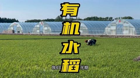 有机水稻如何种植?不打药不施肥就可以了嘛