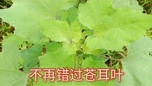 去年错过了苍耳,今年再不能错过苍耳叶了,煮水捣敷妙用多