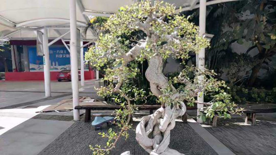 南方有长"胡子"的树,能净化空气独木成林,好神奇什么树?