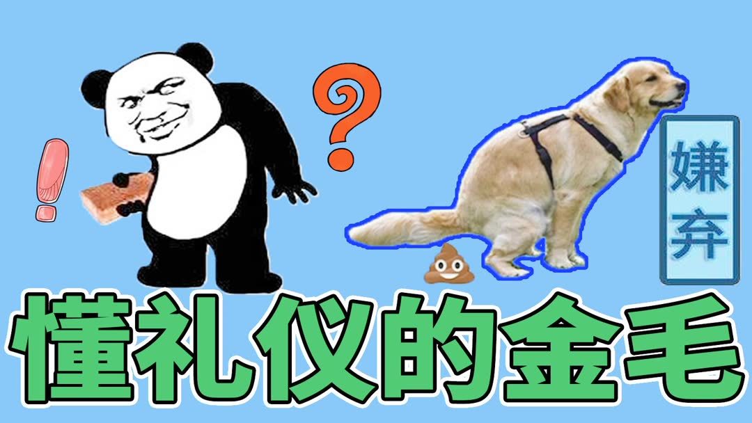 文明养狗就要立规矩 为了让狗成为别人羡慕的宠物 金毛学礼仪规则