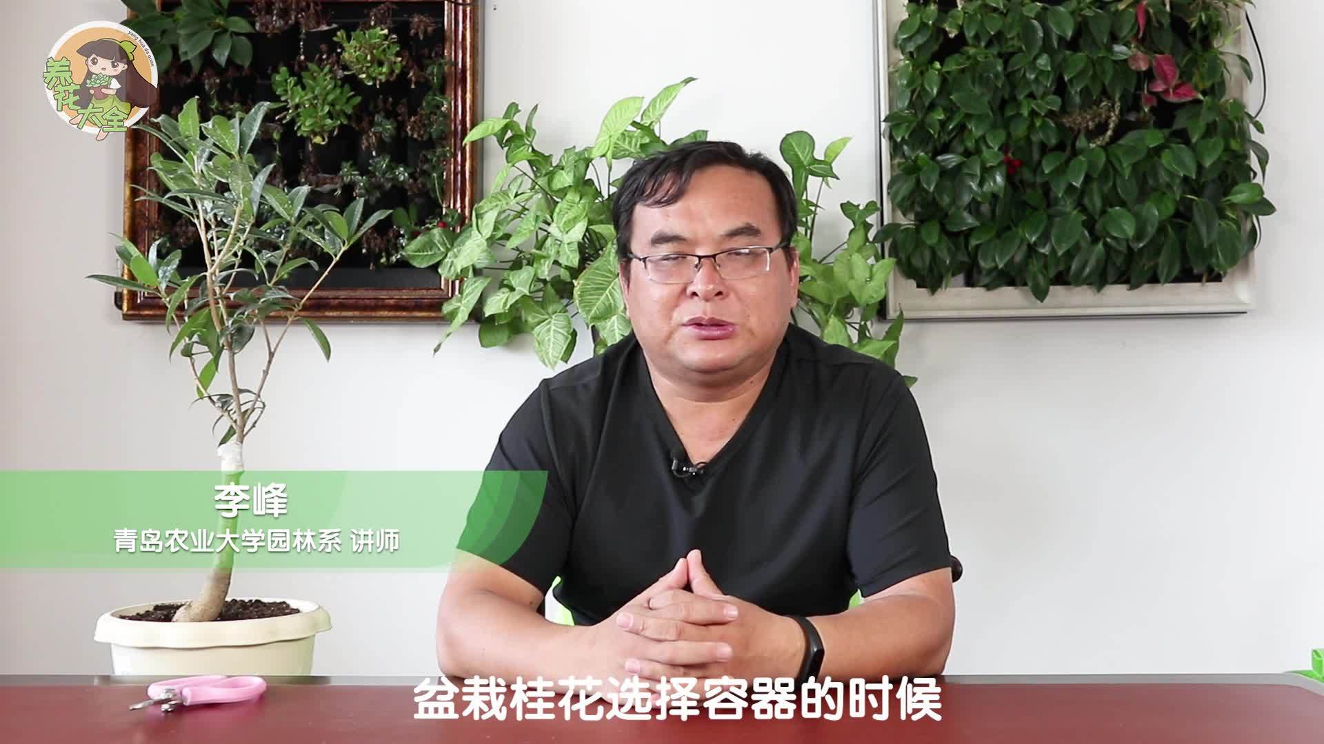 想让桂花长得好?盆的大小要选对!