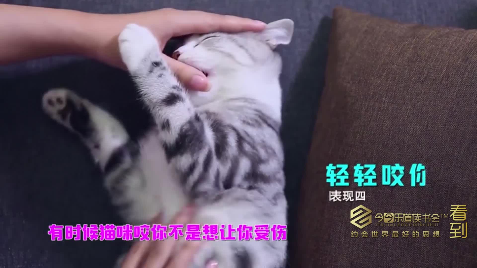 猫咪的12种现象是在说:我爱你