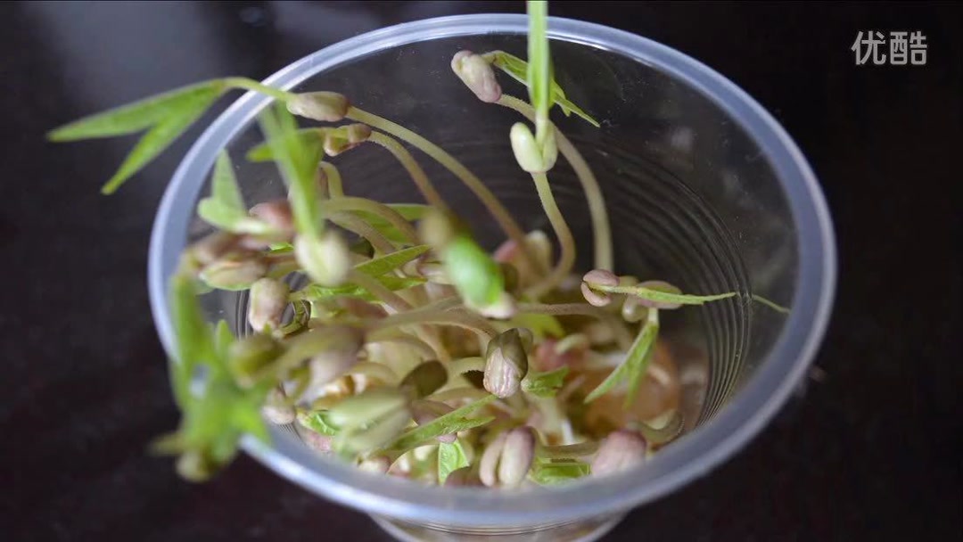 绿豆芽生长全过程