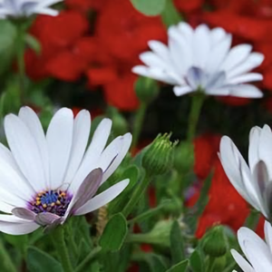 阿山的诗和远方 