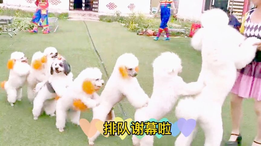 你看过狗狗表演吗?草原的狗狗会各种表演,太可爱了吧!