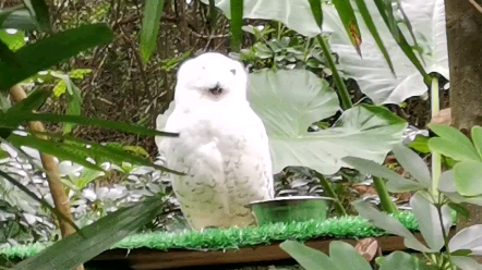 【雪鸮】表情包憨憨又来了