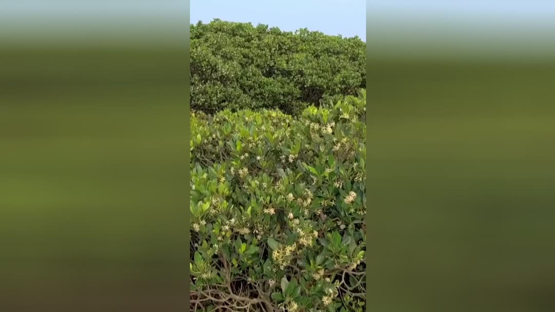 红树林:被誉为“消浪先锋、海岸卫士”,维系着陆地向海洋过度的特殊...