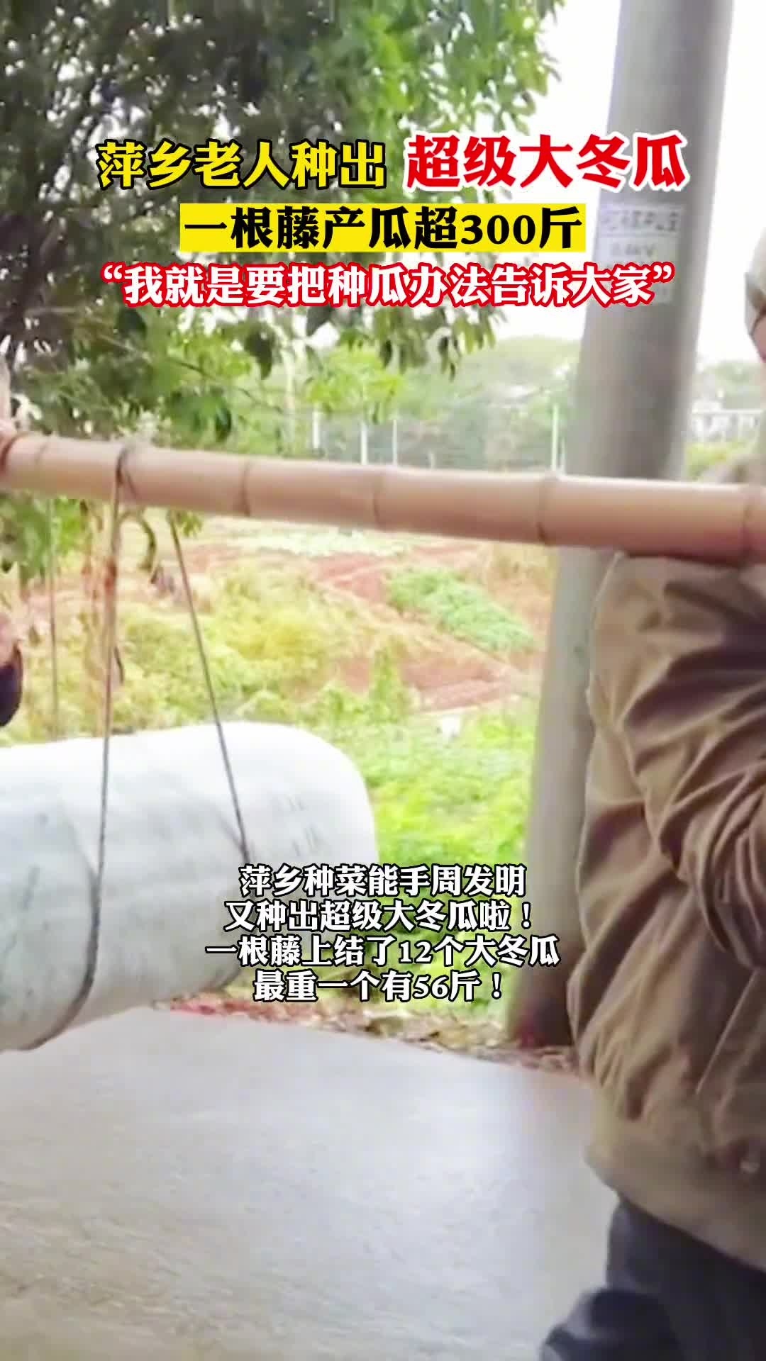 萍乡老人种出超级大冬瓜,一根藤产瓜超300斤!老人:"我就是要把种瓜...