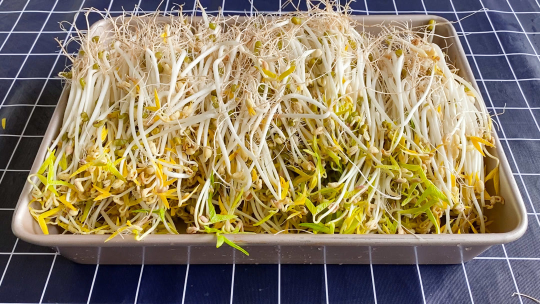 绿豆芽成长日记,所有细节都告诉你,5天生出细嫩爽口豆芽菜