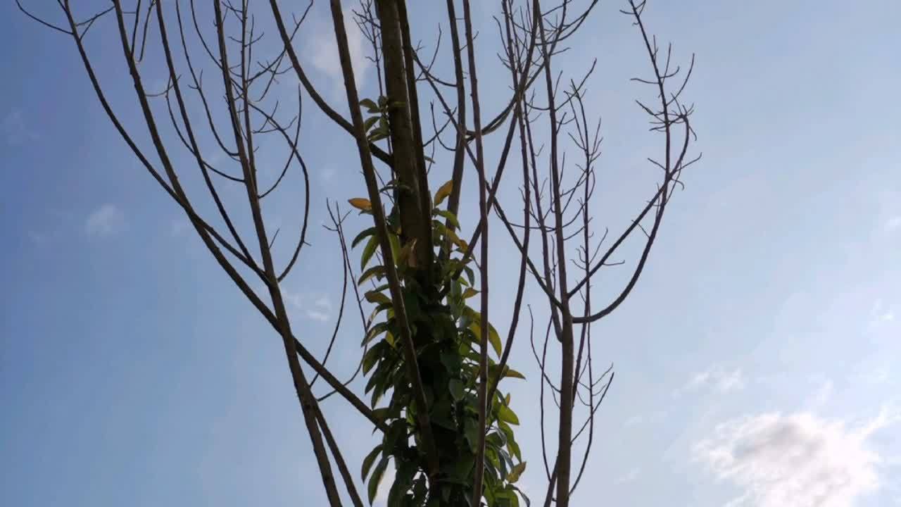 秋季园林树木栽植的特点和应对措施