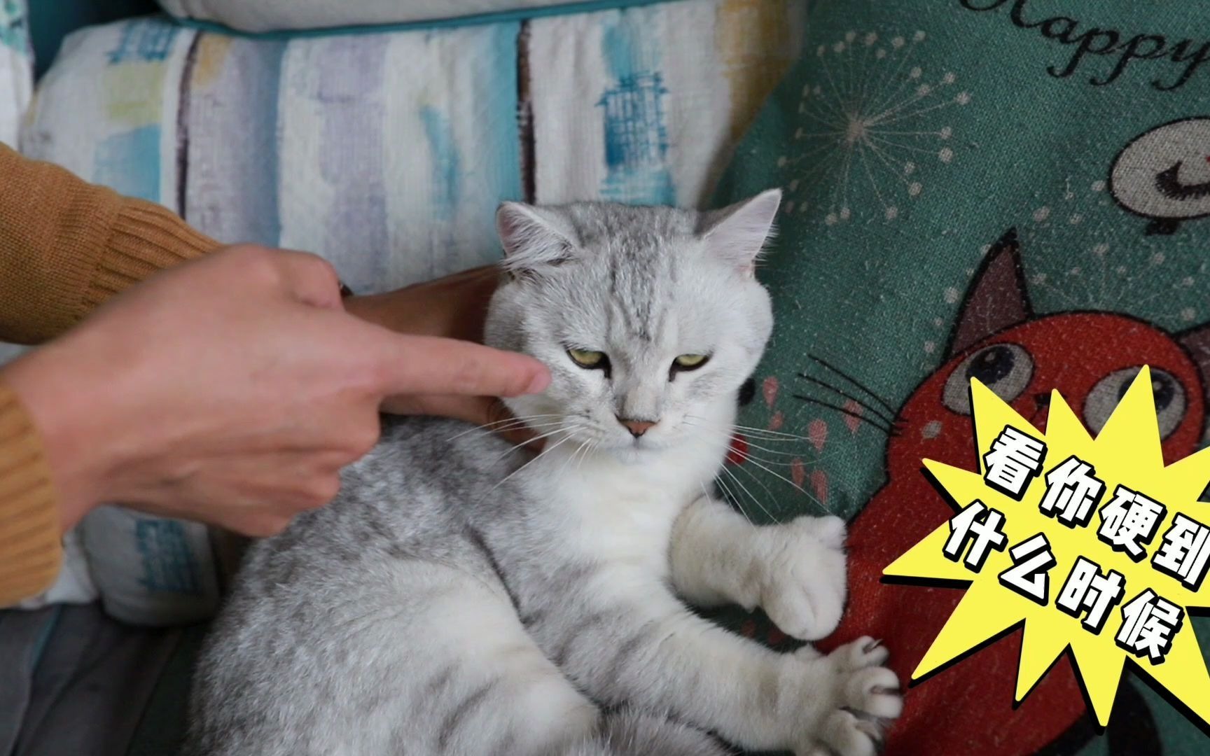 用猫咪模仿还珠格格经典片段,容嬷嬷声音太魔性,满满童年的回忆