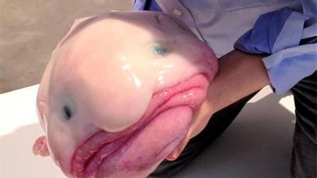 世界上最怪异的动物, 十分吓人, 比鬼还恐怖!