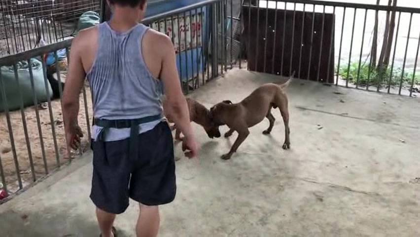 民间斗狗:残暴的斗狗现场,看多了这场面精彩但又感觉残忍