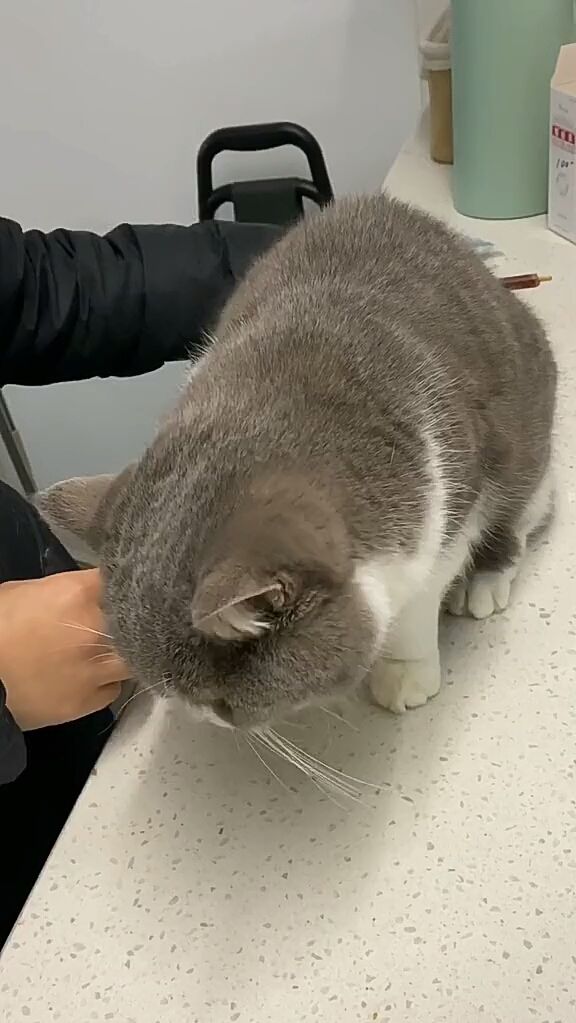 怎么用喂药器喂小猫咪吃药