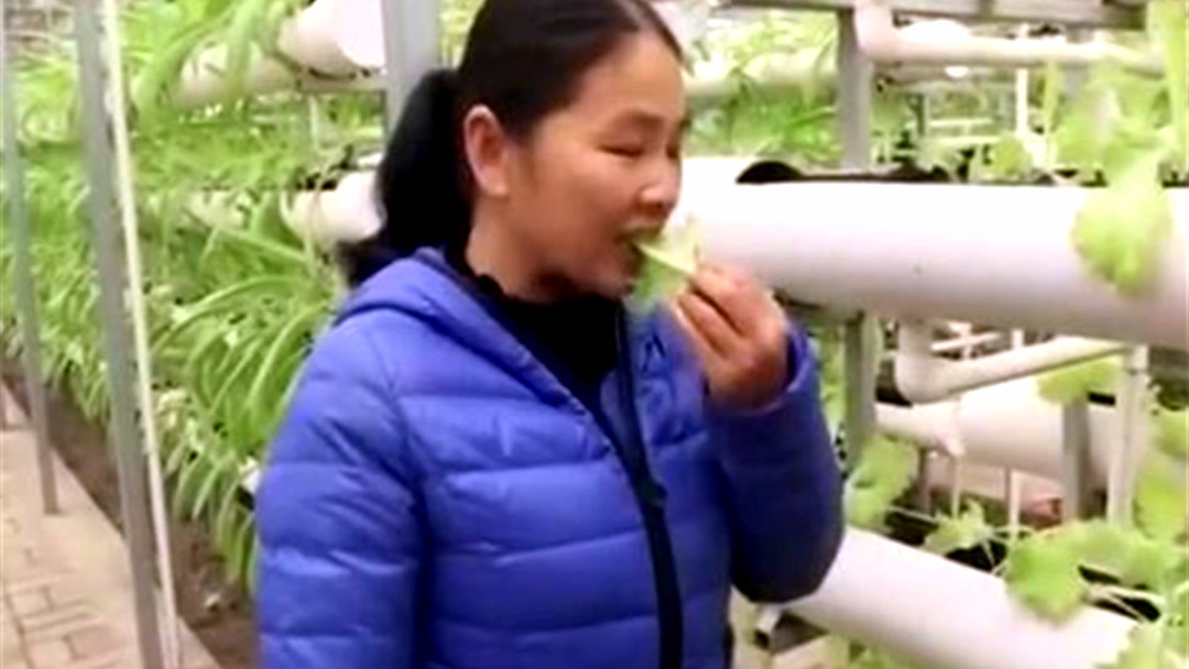 探秘田园综合体:有机蔬菜品质优越,果园能让游客体验采摘的乐趣