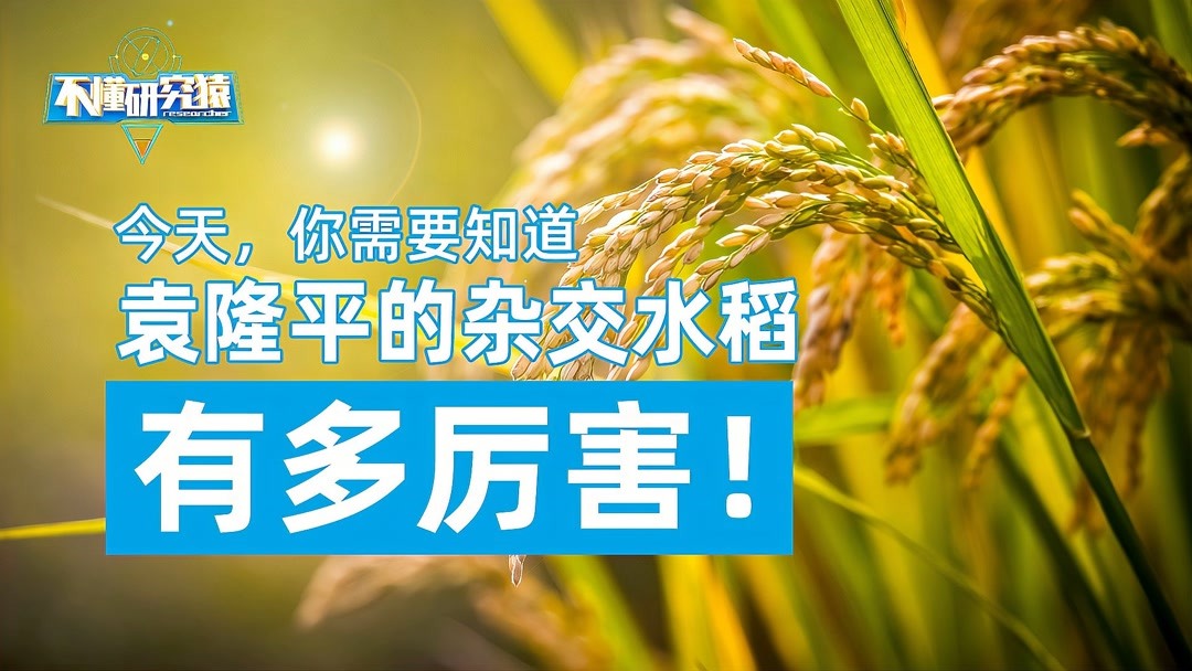 今天,你需要知道袁隆平的杂交水稻有多厉害!