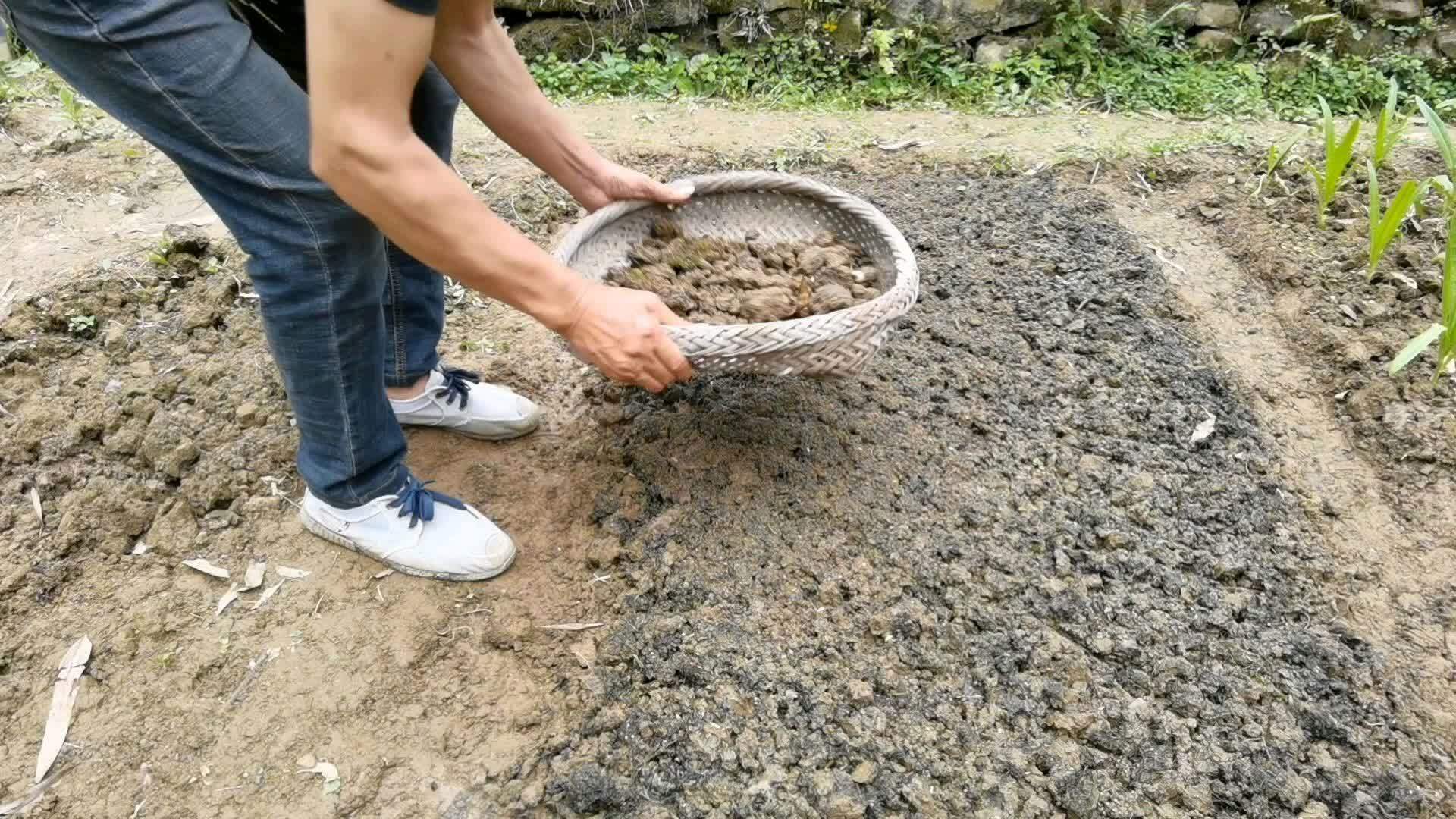 做到这2点,播种发芽率就自然高了