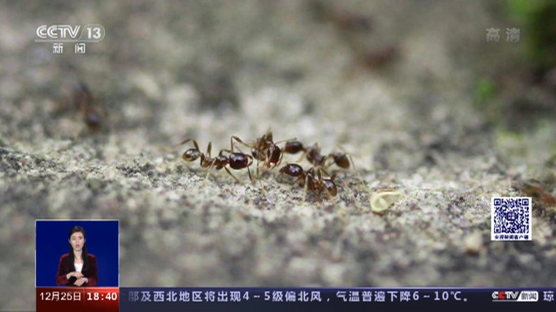 [共同关注]一问到底·动物致人受伤现象频发 如何科学防治?动物致伤...