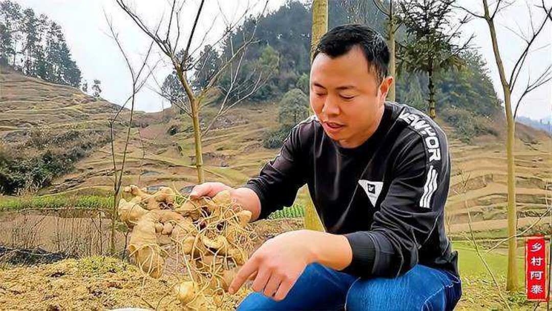 很多朋友问:贵州的多花黄精可亩产上万斤,到底是怎么种植的呢?