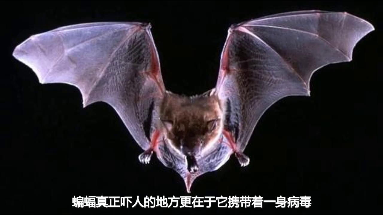 蝙蝠满身携带病毒,新型冠状病毒,究竟有多恐怖。