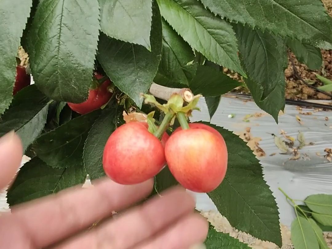 蜜泉樱桃苗品种优势好、苗木根系发达、种植好成活