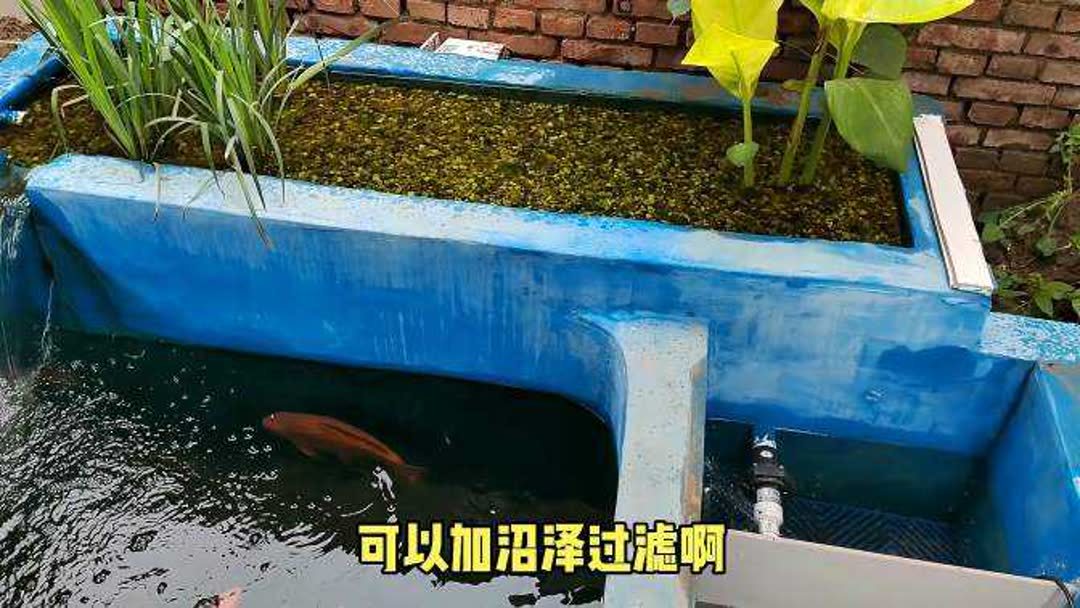 老乡鱼池过滤分享,想要做鱼池朋友一定要了解一下,避免走弯路