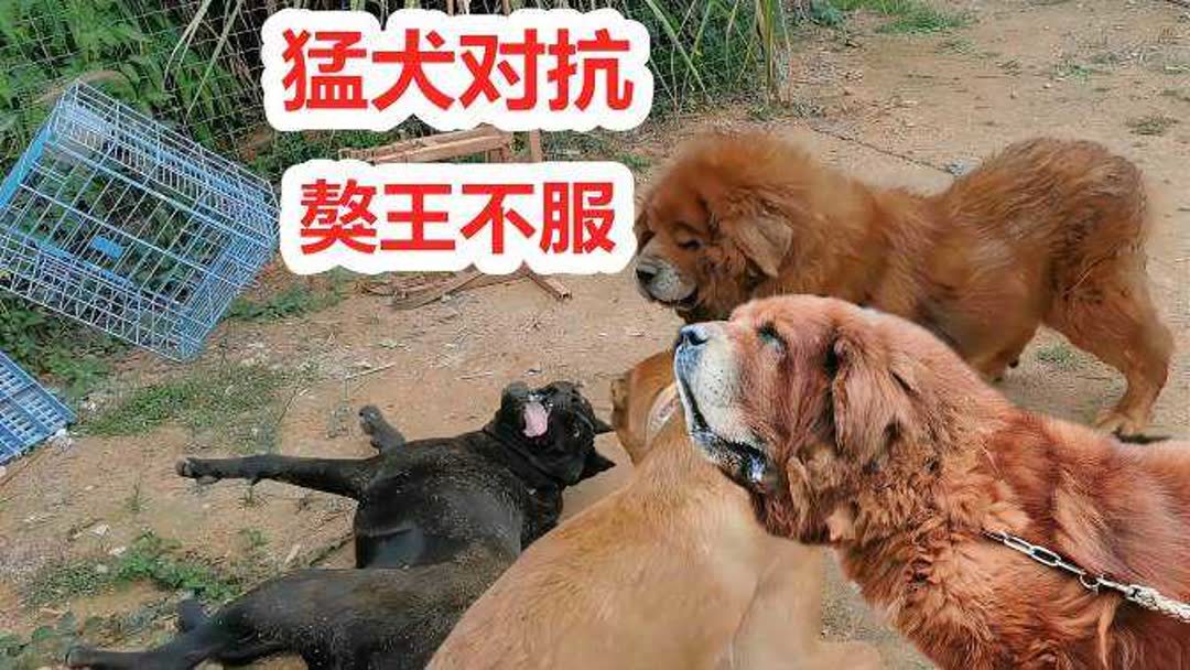 高加索咬狼犬对抗藏獒过程精彩,卡斯罗犬无故遭殃,奋起反抗