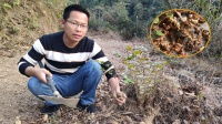 农村越来越稀少的金刚藤,根部煲汤作用大,可惜很多人不知道