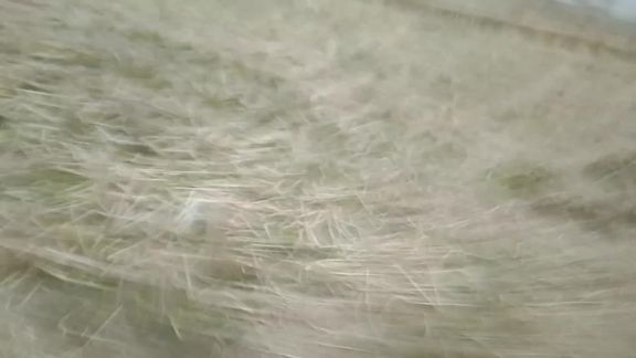 如果我有罪那么请法律制裁我,而不是让我大清早的被狗追着咬