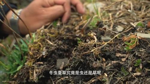 冬虫夏草究竟是草还是虫呢有何作用,看完你就全明白了291