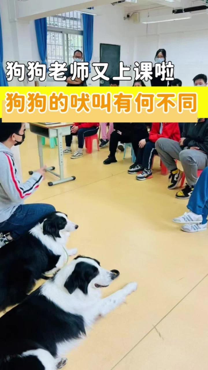狗狗老师又上课了,让同学们知道狗狗的吠叫有什么不同的声音和表达#...
