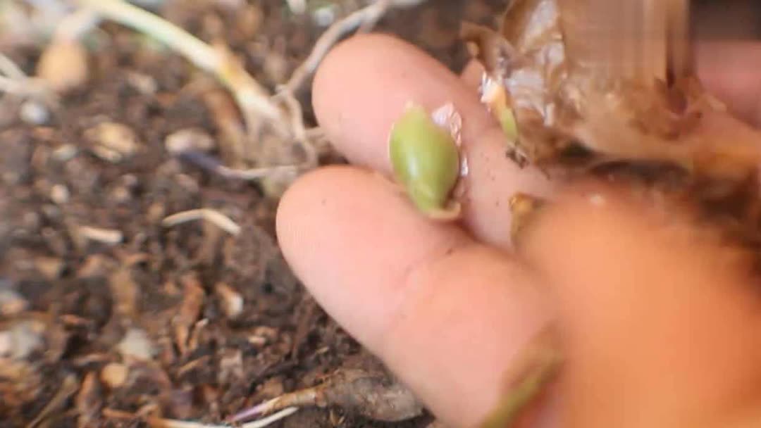 鳞茎植物怎么种植?花农教你种植鳞茎植物方法