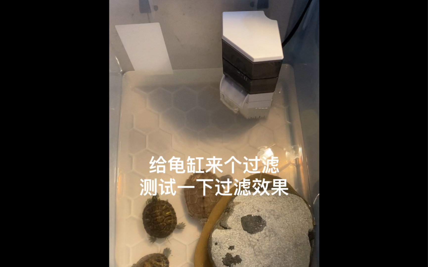 龟缸过滤器效果测试