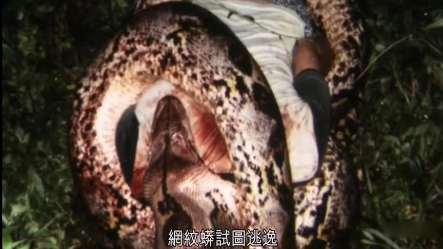 1995年马来西亚蟒蛇食人真实事件