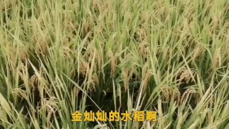 阿海左路旁无意中拍到的,金灿灿的稻谷,水稻成熟了